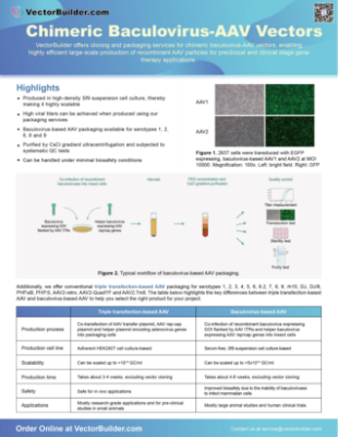 Adeno-associated virus (AAV) Packaging Services | VectorBuilder